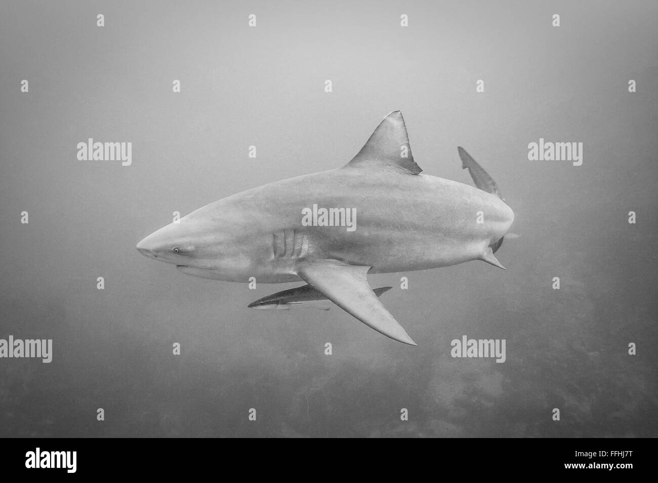 Bull Shark - Carcharhinus leucas Stock Photo - Alamy