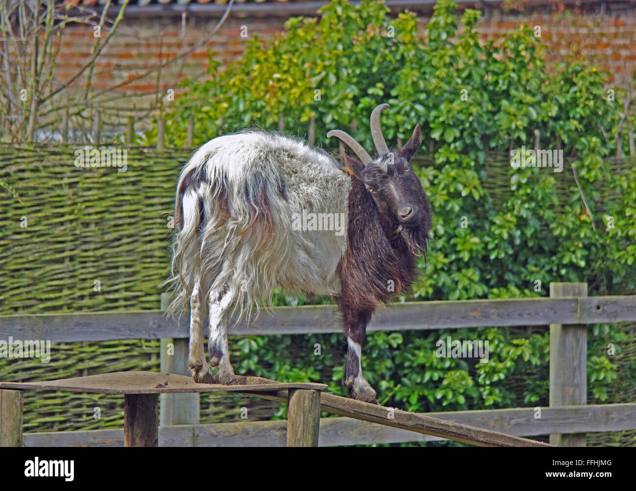 Bagot goat hi-res stock photography and images - Alamy