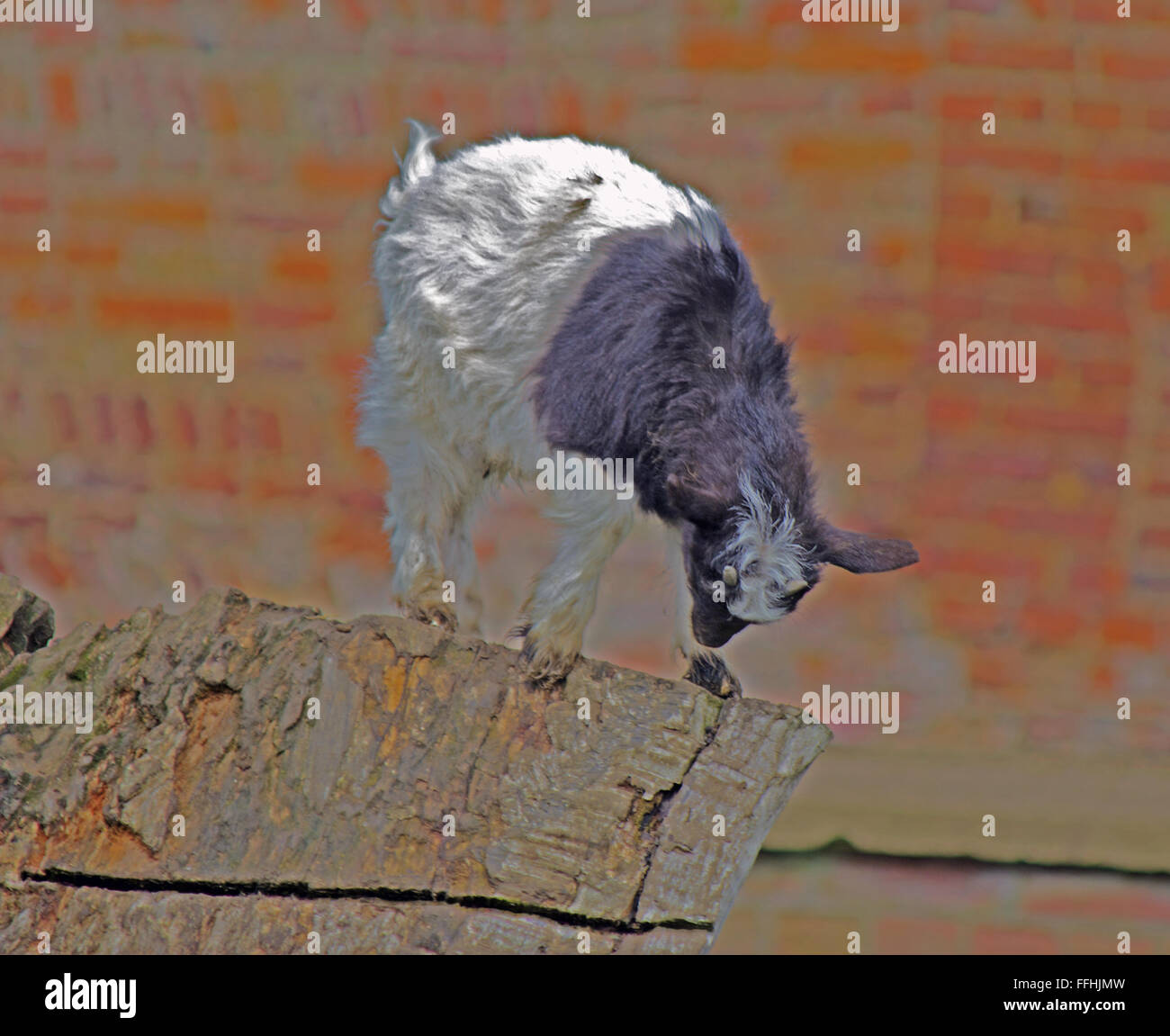 Bagot goat hi-res stock photography and images - Alamy