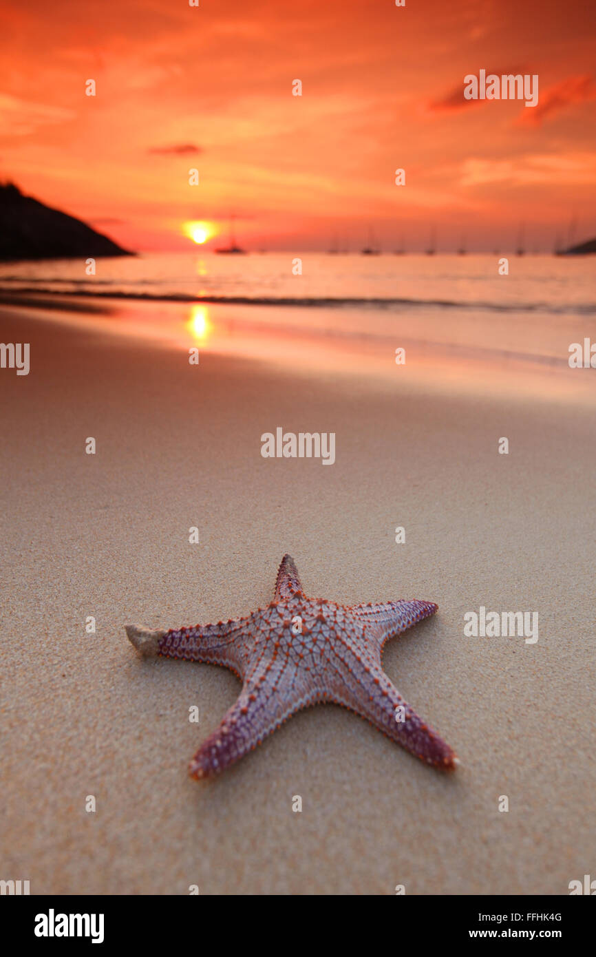 One orange starfish star fish hi-res stock photography and images - Alamy