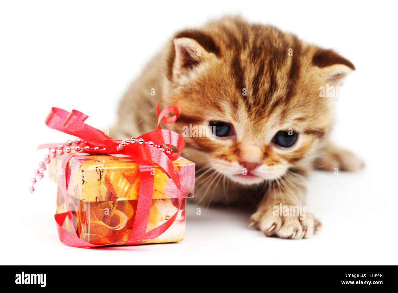 cat and gift isolated on white background Stock Photo - Alamy