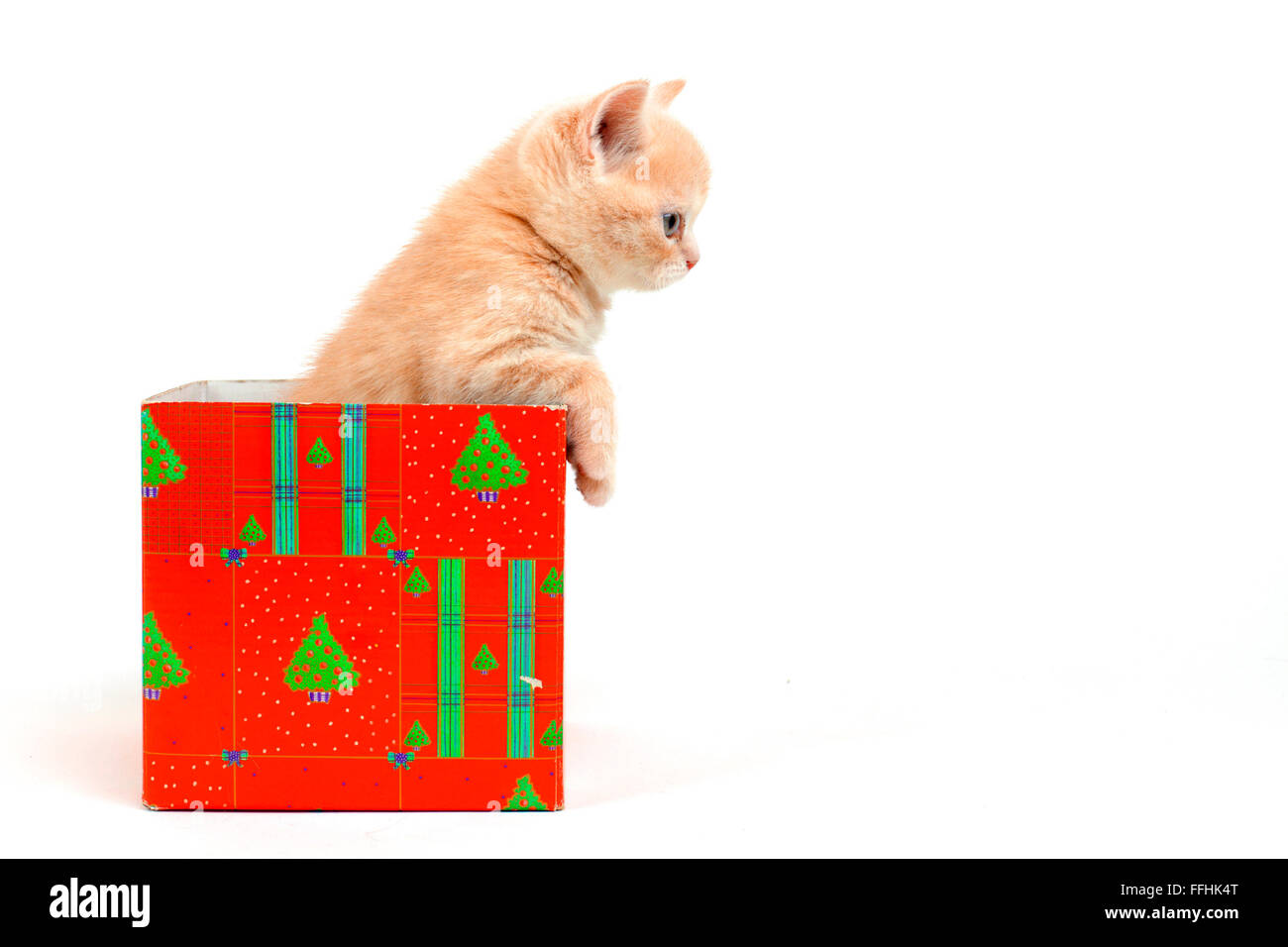 cat in gift box isolated on white background Stock Photo - Alamy
