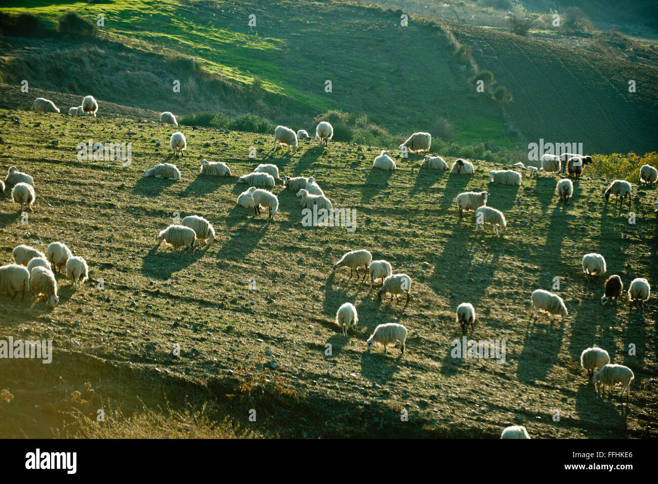 Insel schaf hi-res stock photography and images - Alamy