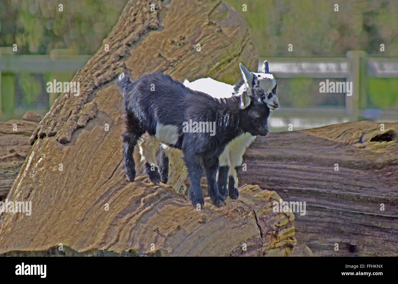 Pygmy goat hi-res stock photography and images - Alamy