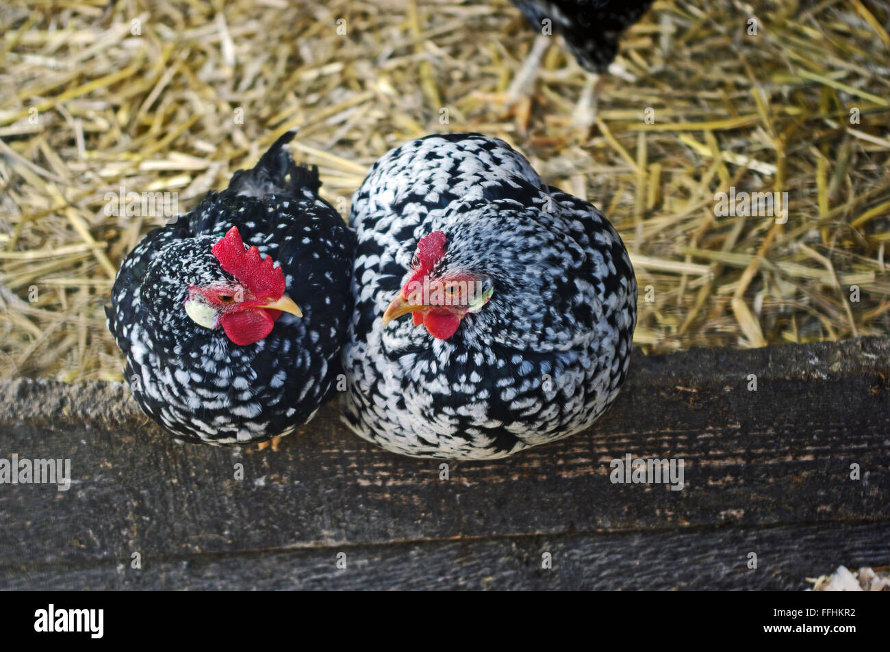 Hens Laying Down Barred Rock Chicken (Laying Down)" Poster For Sale By
