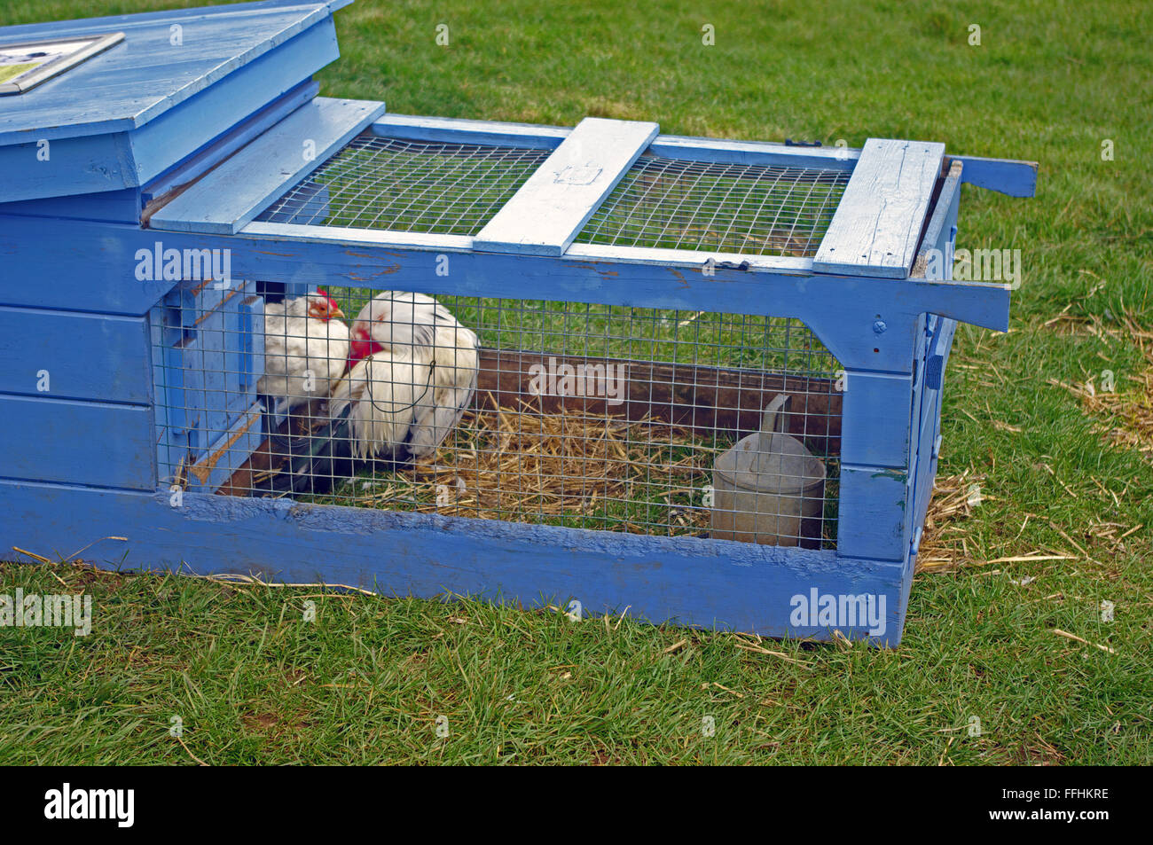 Bantams hi-res stock photography and images - Alamy