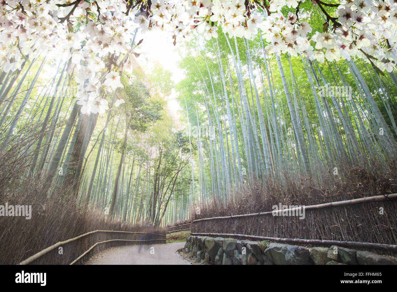 The Blossoming cherry trees in an garden, pastel colors with dreamy ...
