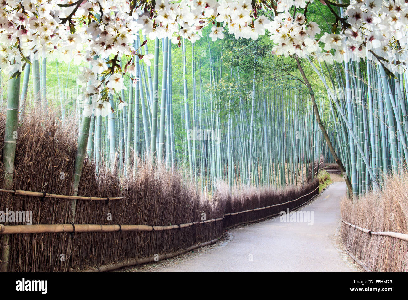 The Blossoming cherry trees in an garden, pastel colors with dreamy ...