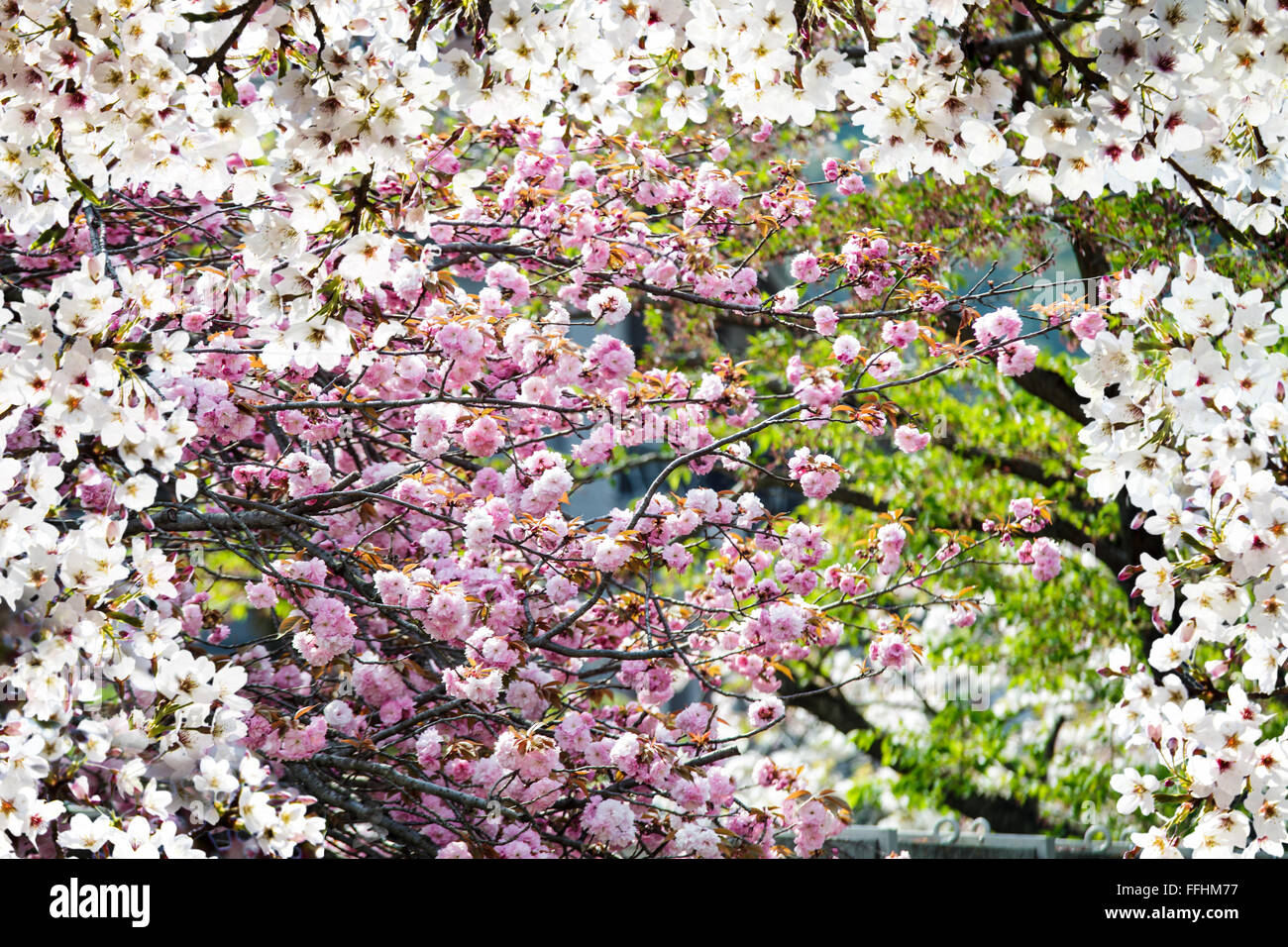 The Blossoming cherry trees in an garden, pastel colors with dreamy ...