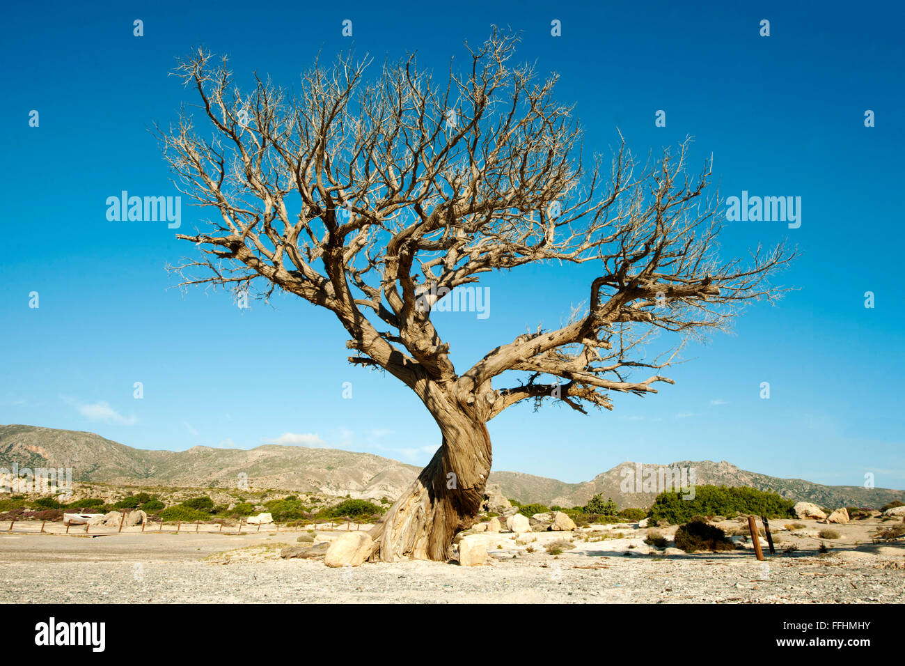 Baum Am Strand High Resolution Stock Photography and Images - Alamy