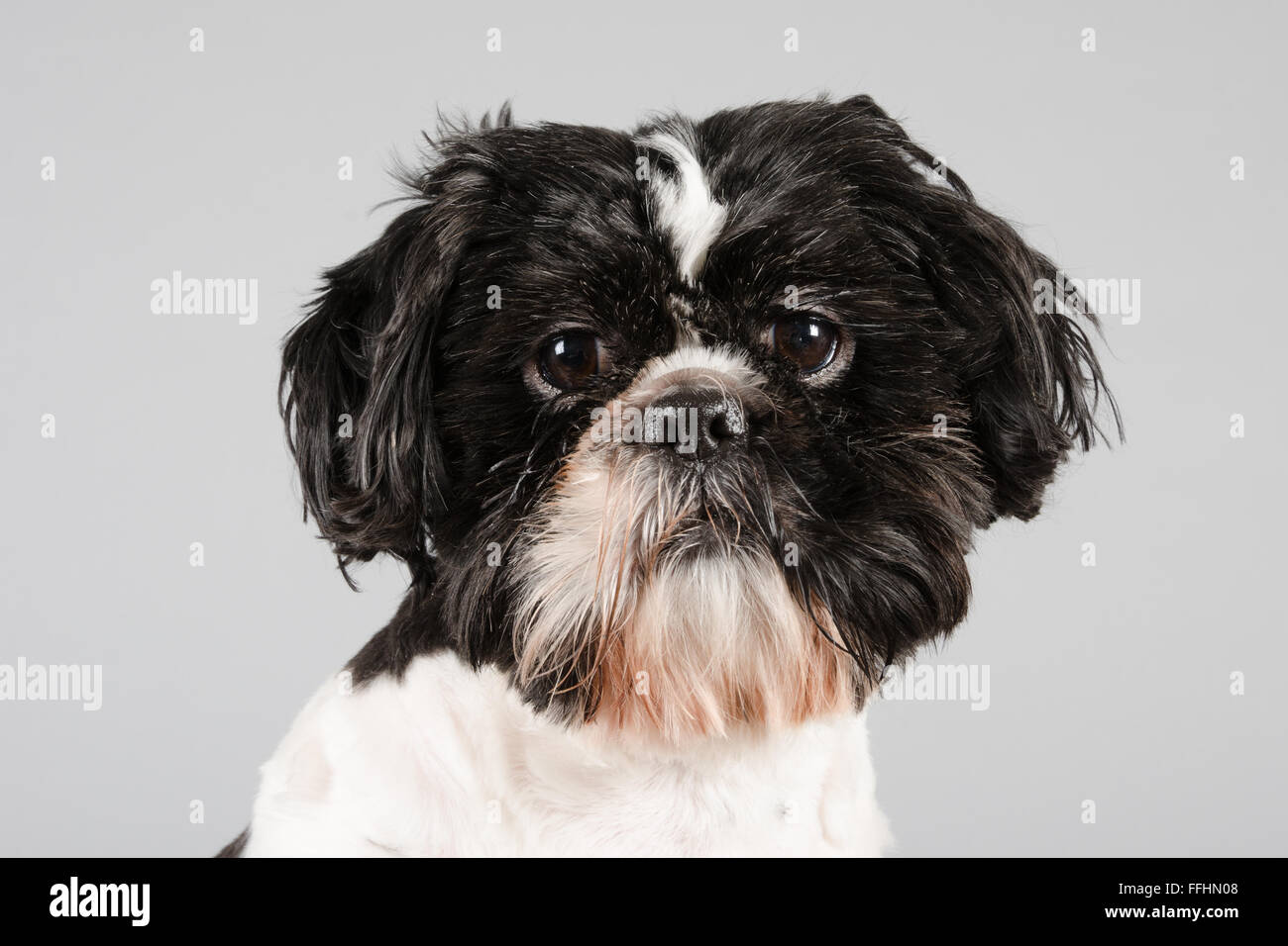Shih tzu head shot hi-res stock photography and images - Alamy