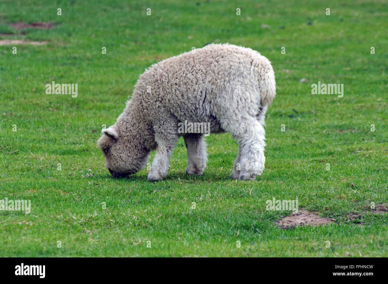 South Down Sheep Stock Photo - Alamy