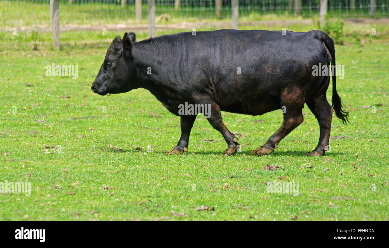 Dexter beef hi-res stock photography and images - Alamy