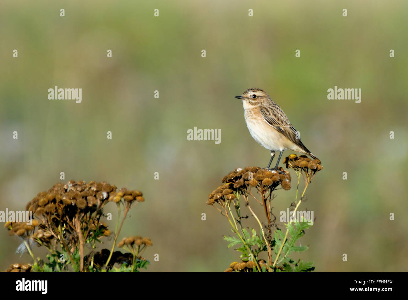 Female whinchat hi-res stock photography and images - Alamy