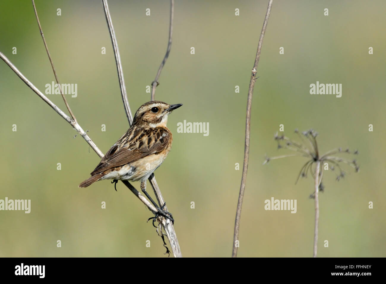 Female whinchat hi-res stock photography and images - Alamy