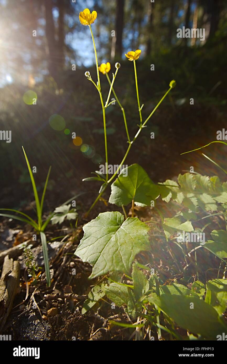 Flower in the forest Stock Photo - Alamy