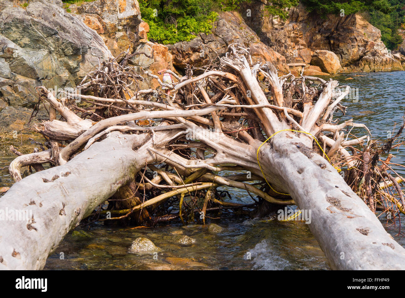 Intertwined trees hi-res stock photography and images - Alamy