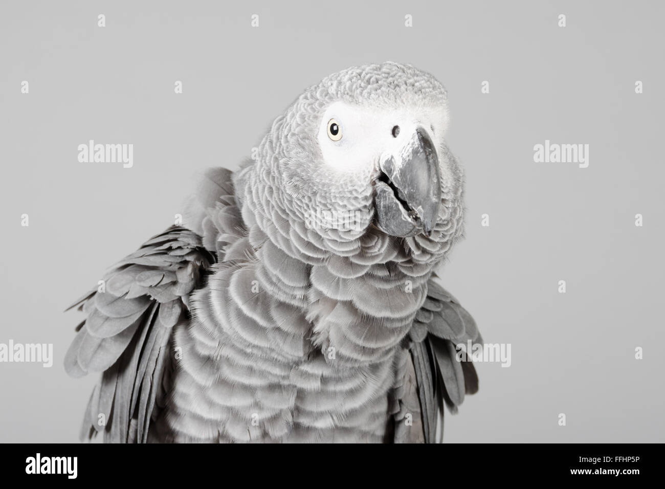 Male African grey parrot Stock Photo - Alamy