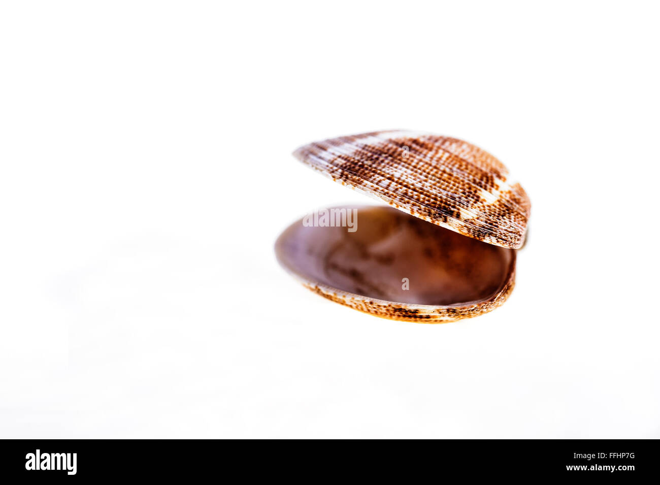 Open empty shellfish shell Stock Photo - Alamy