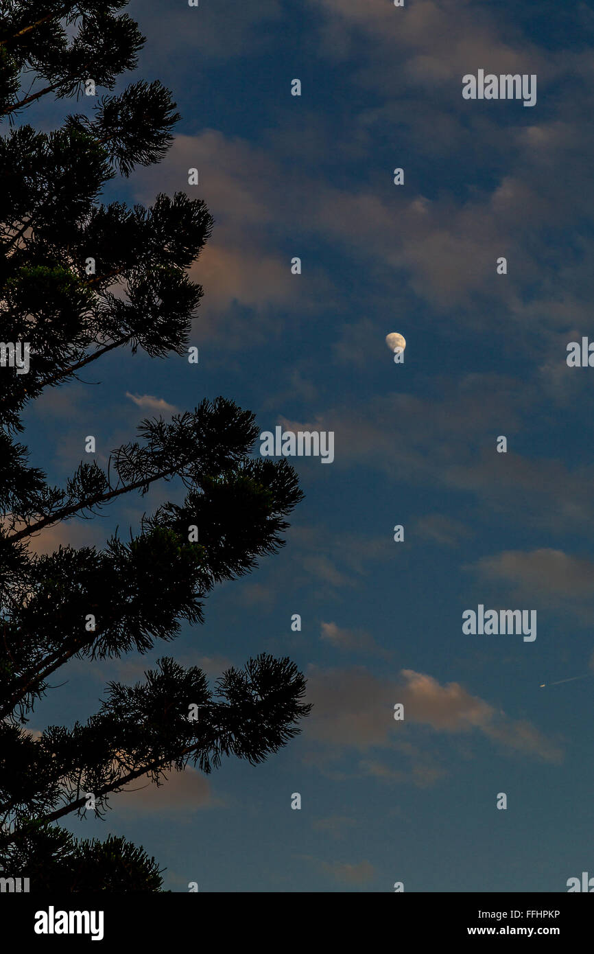 Silhouette of tree with moon in sky Stock Photo - Alamy