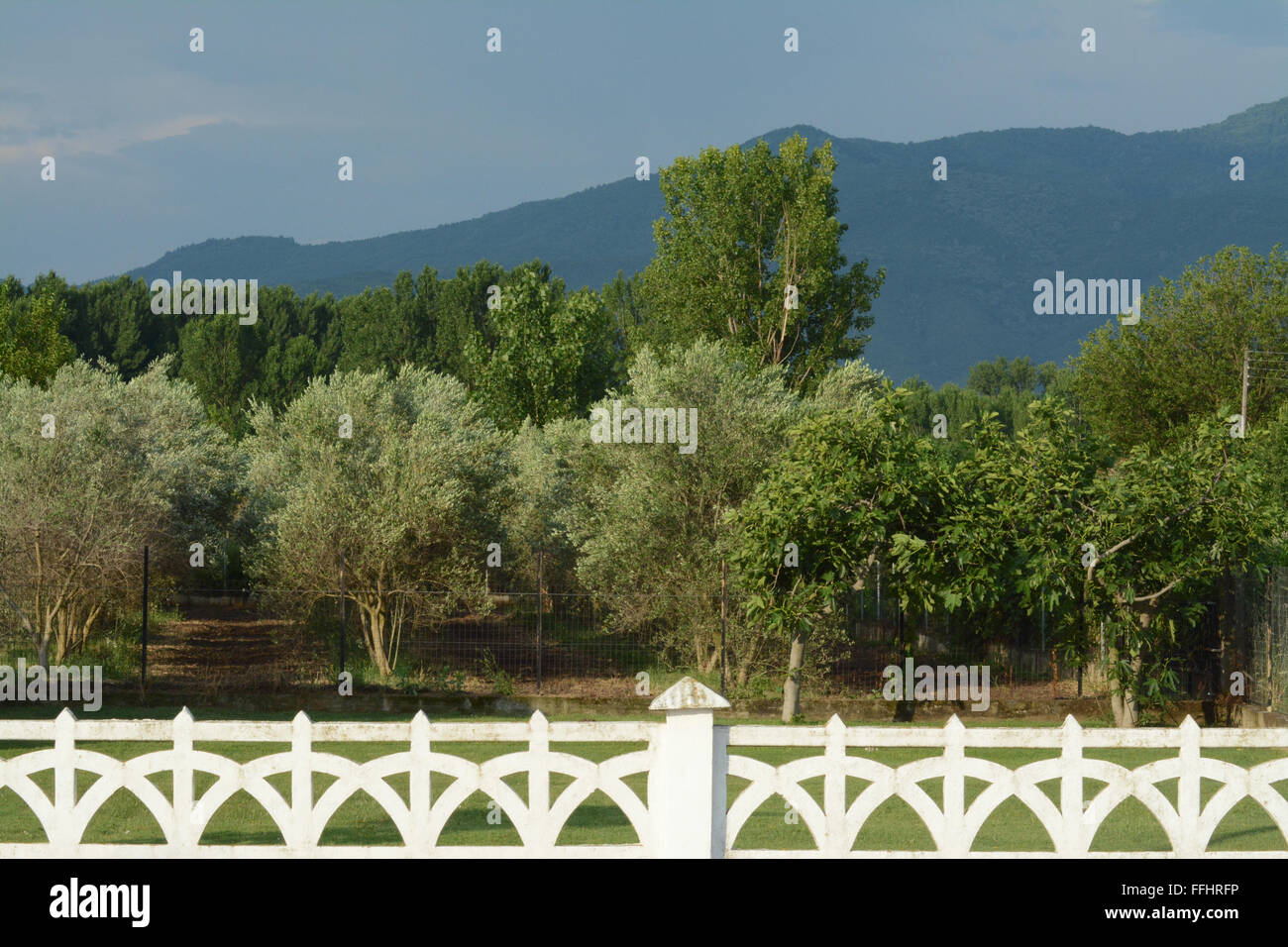 Olive trees in the foreground hi-res stock photography and images - Alamy