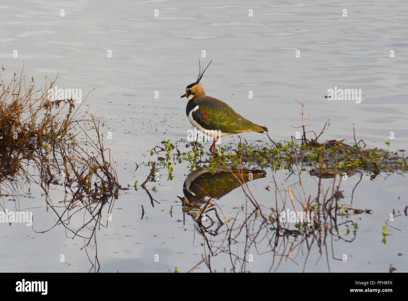 Lapwing peewit bird hi-res stock photography and images - Alamy