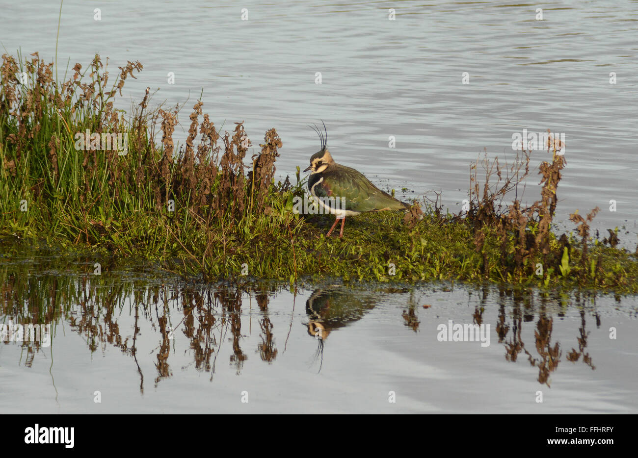 Lapwing peewit bird hi-res stock photography and images - Alamy