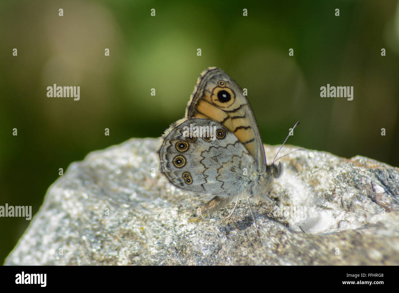 Wall brown butterfly (Lasiommata megera) in Greece Stock Photo - Alamy
