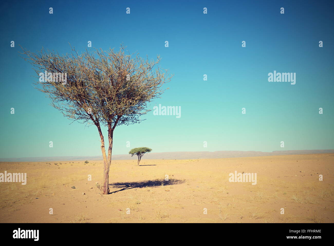 tree in Sahara desert in Morocco near Mhamid Stock Photo - Alamy