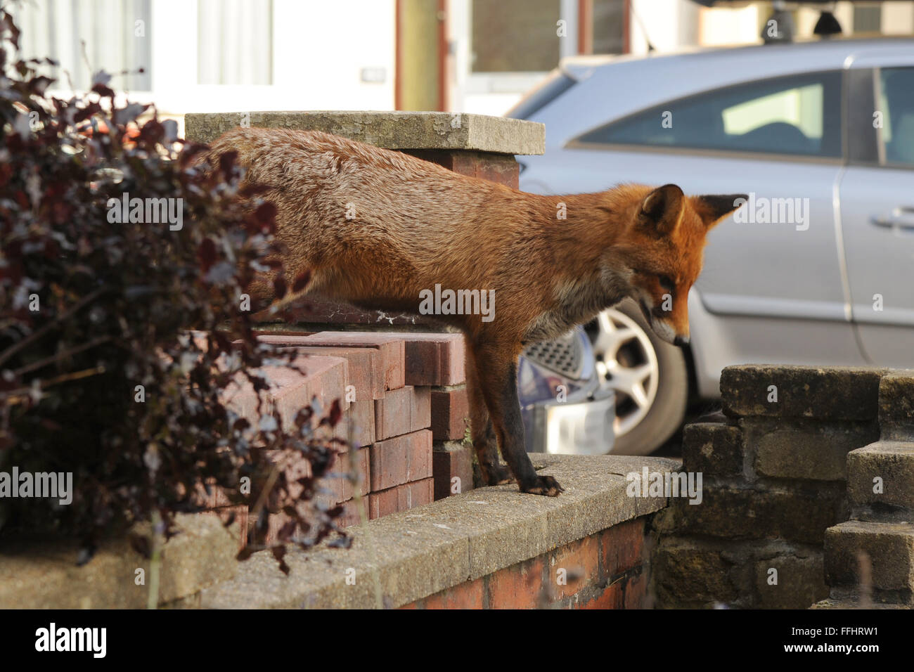 European red fox vulpes vulpes Stock Photo - Alamy