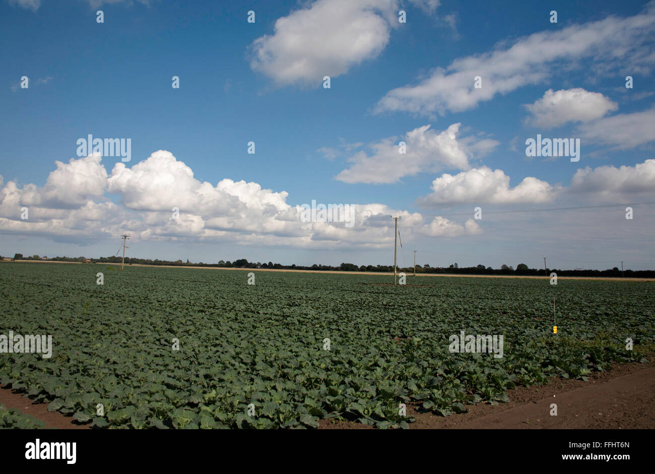 Fenland field lincolnshire fens hi-res stock photography and images - Alamy