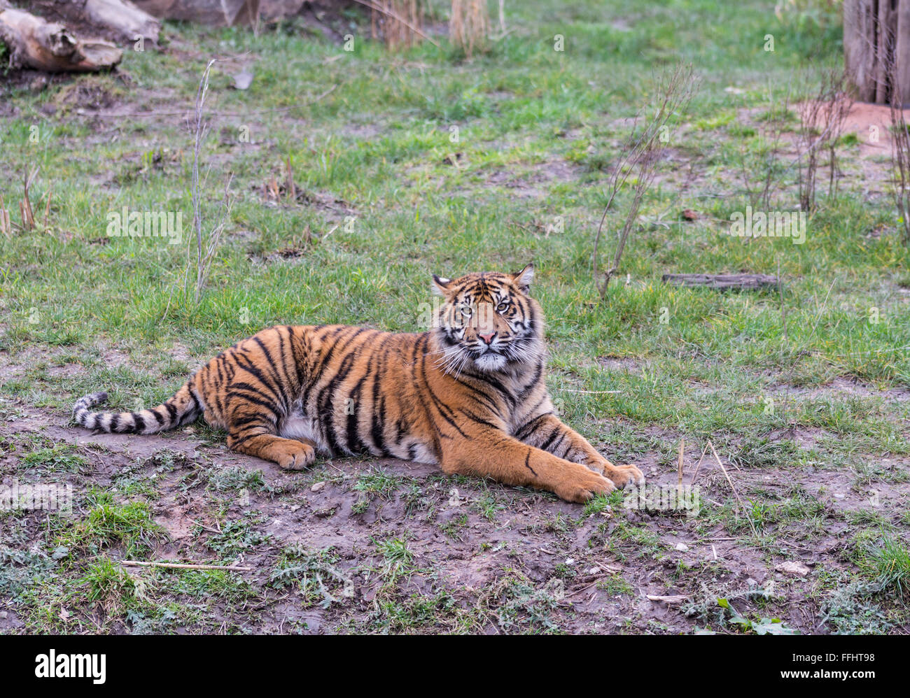 Lying Down Tiger Stock Photos & Lying Down Tiger Stock Images - Alamy