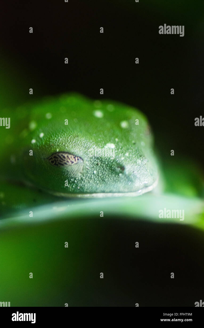 Frog eyes closed hi-res stock photography and images - Alamy