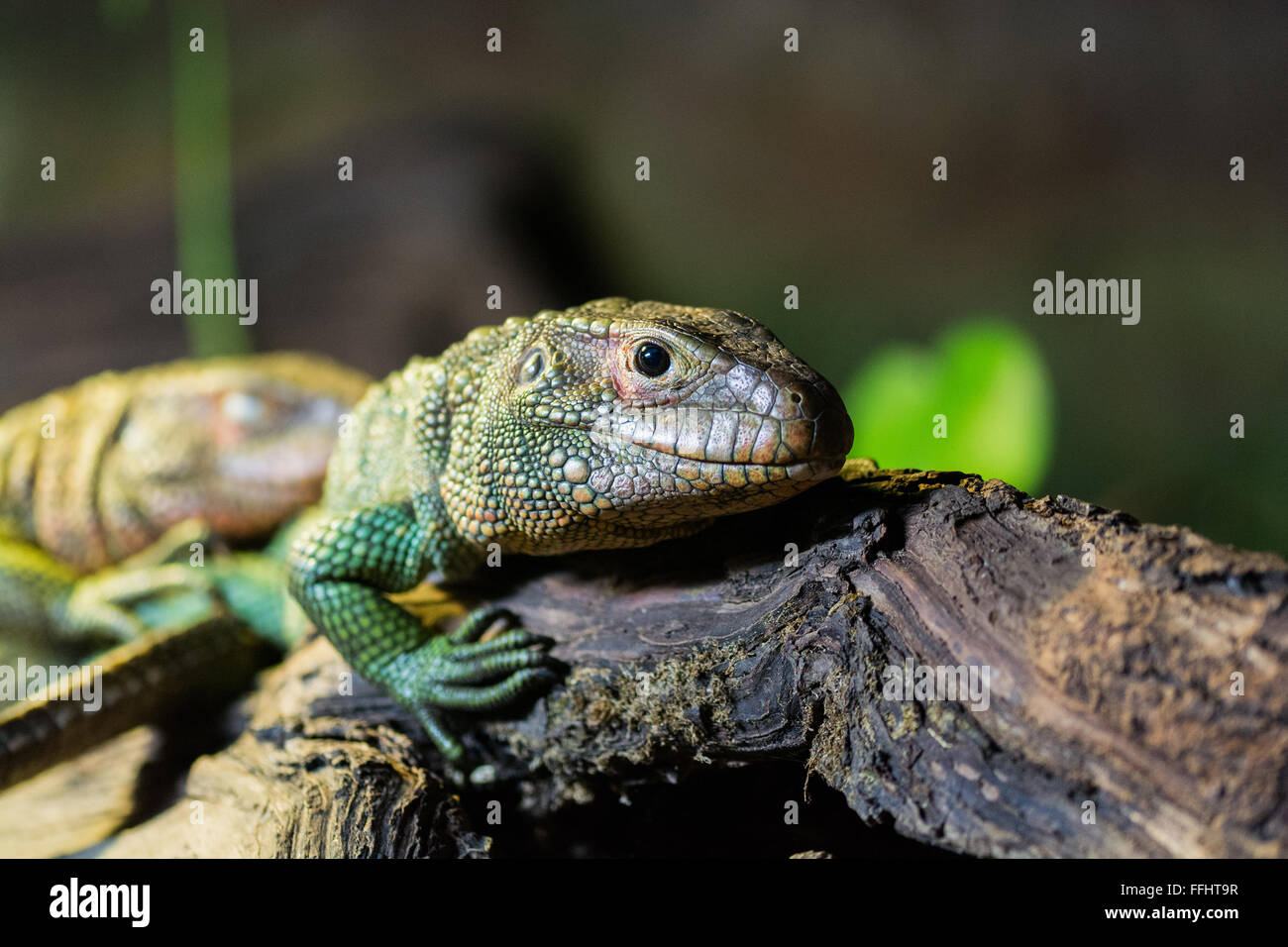 Caiman Lizard 4 Stock Photo - Alamy