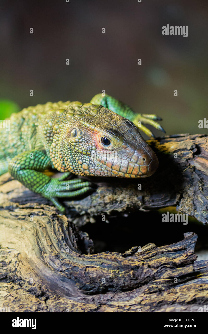 Caiman Lizard 3 Stock Photo - Alamy