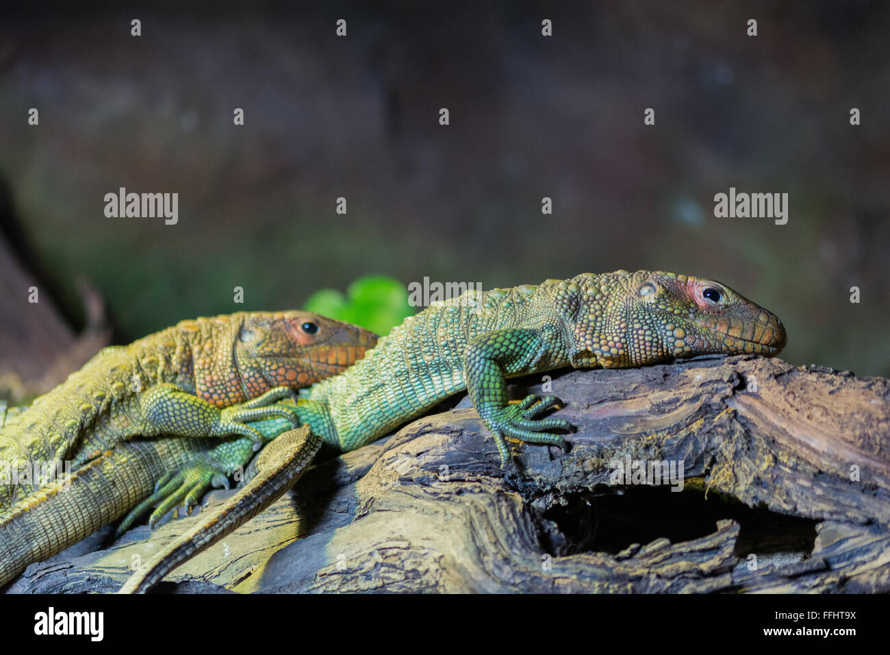 Caiman Lizards basking Stock Photo - Alamy
