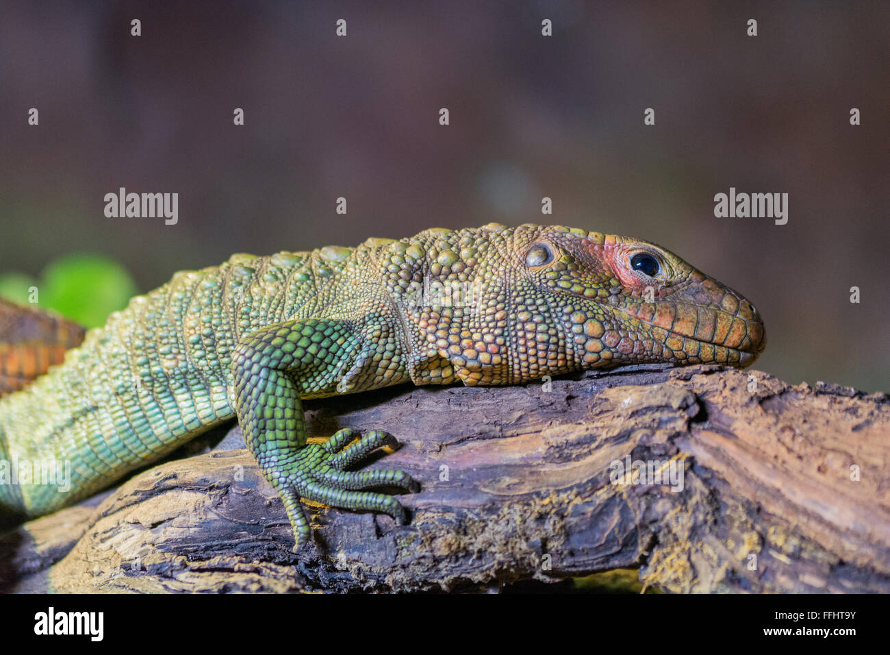 Caiman Lizard 2 Stock Photo - Alamy