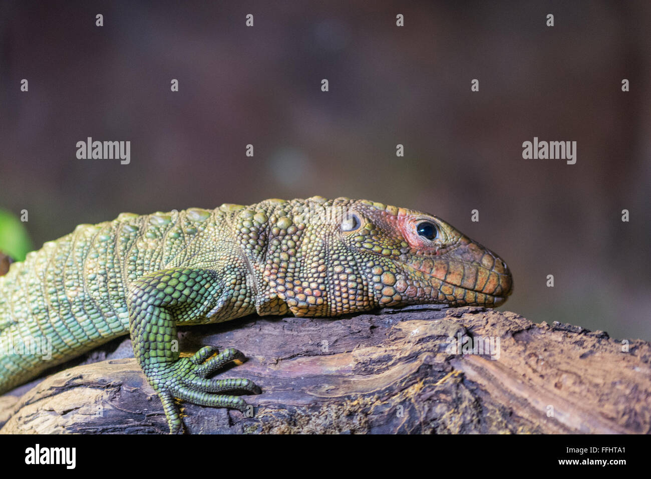 Caiman scales hi-res stock photography and images - Alamy