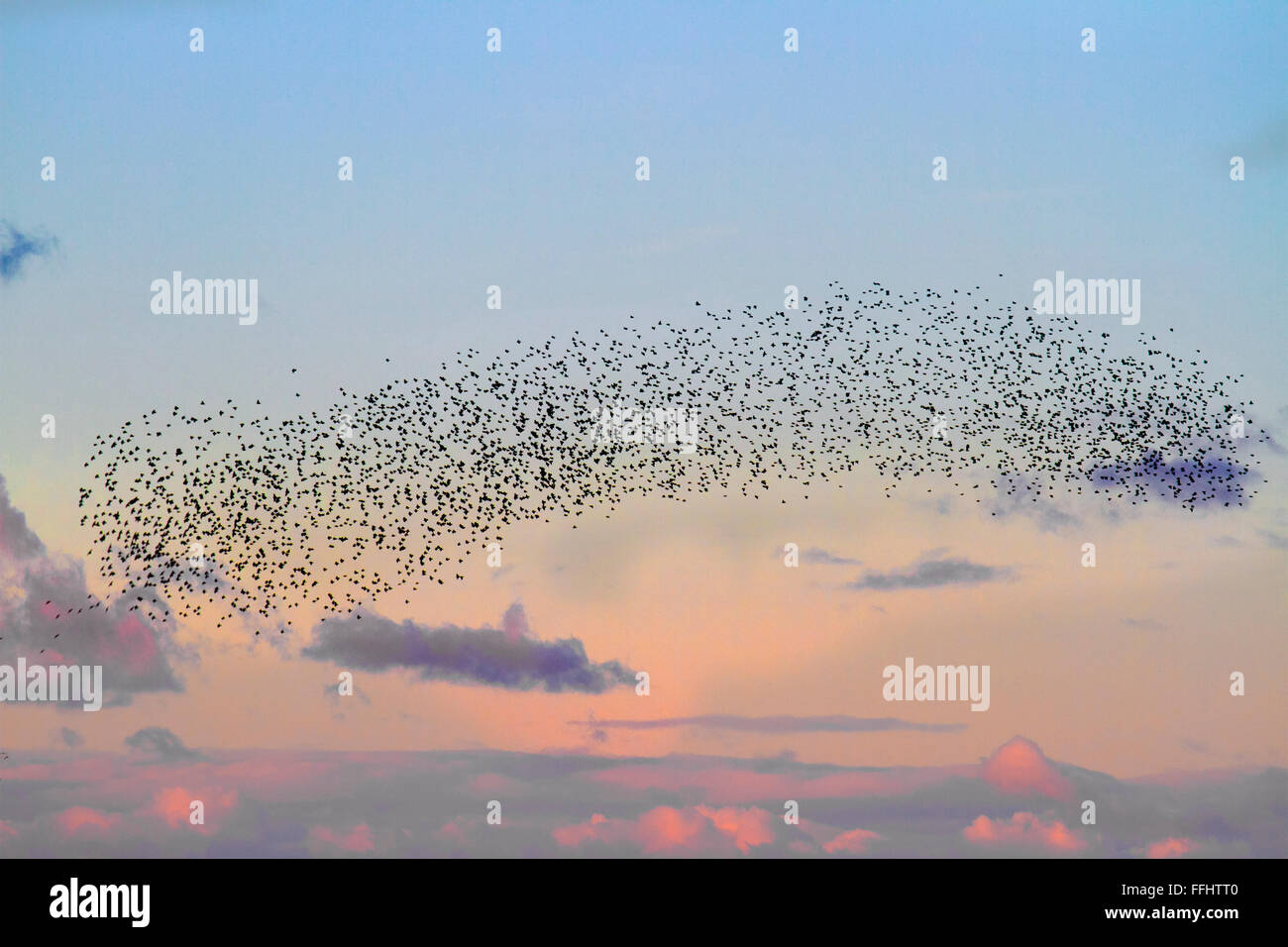 flock fly animal starling flight swarm bird dusk murmuration blackpool ...