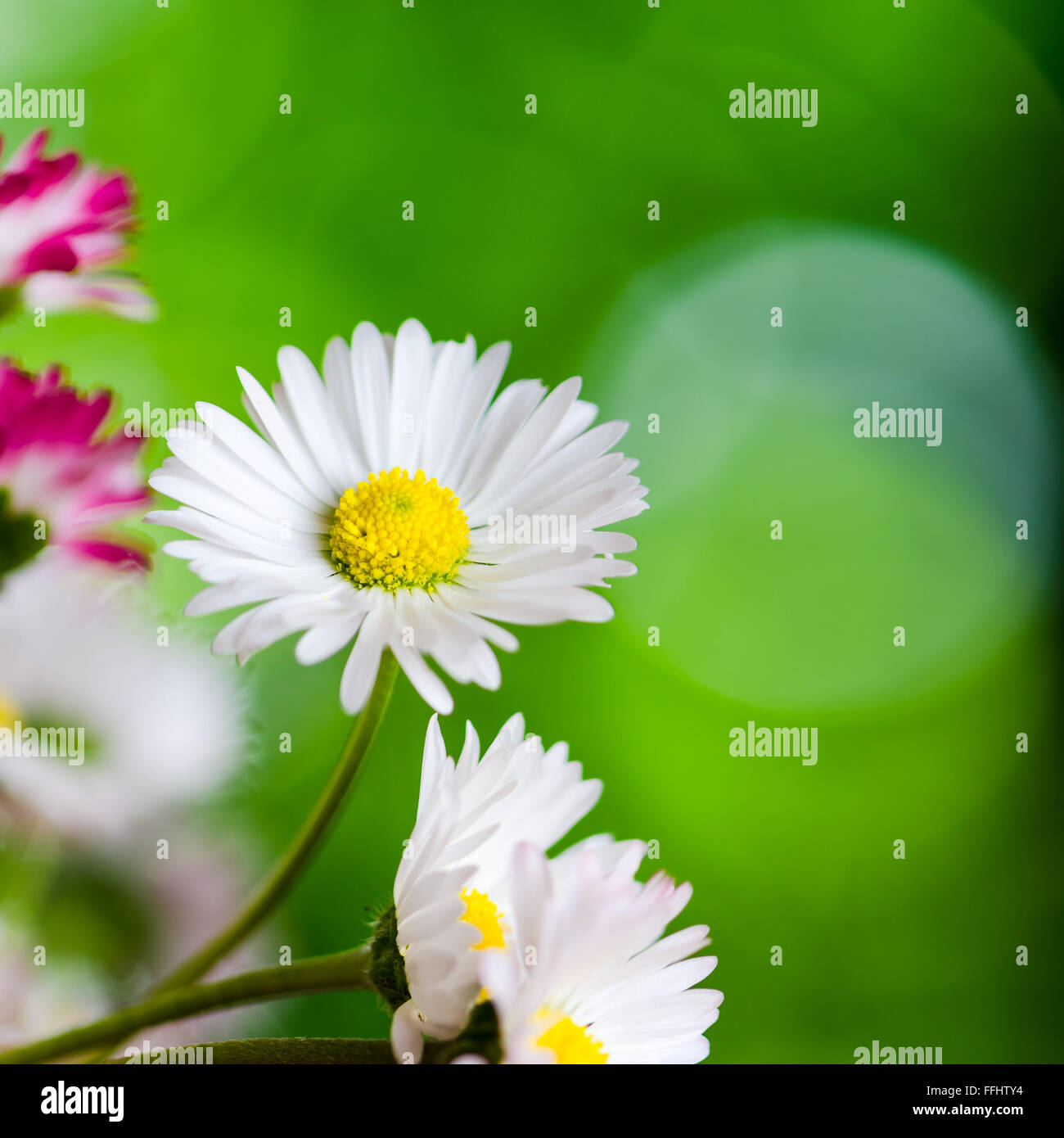 Bouquet of small delicate daisy, close-up Stock Photo - Alamy