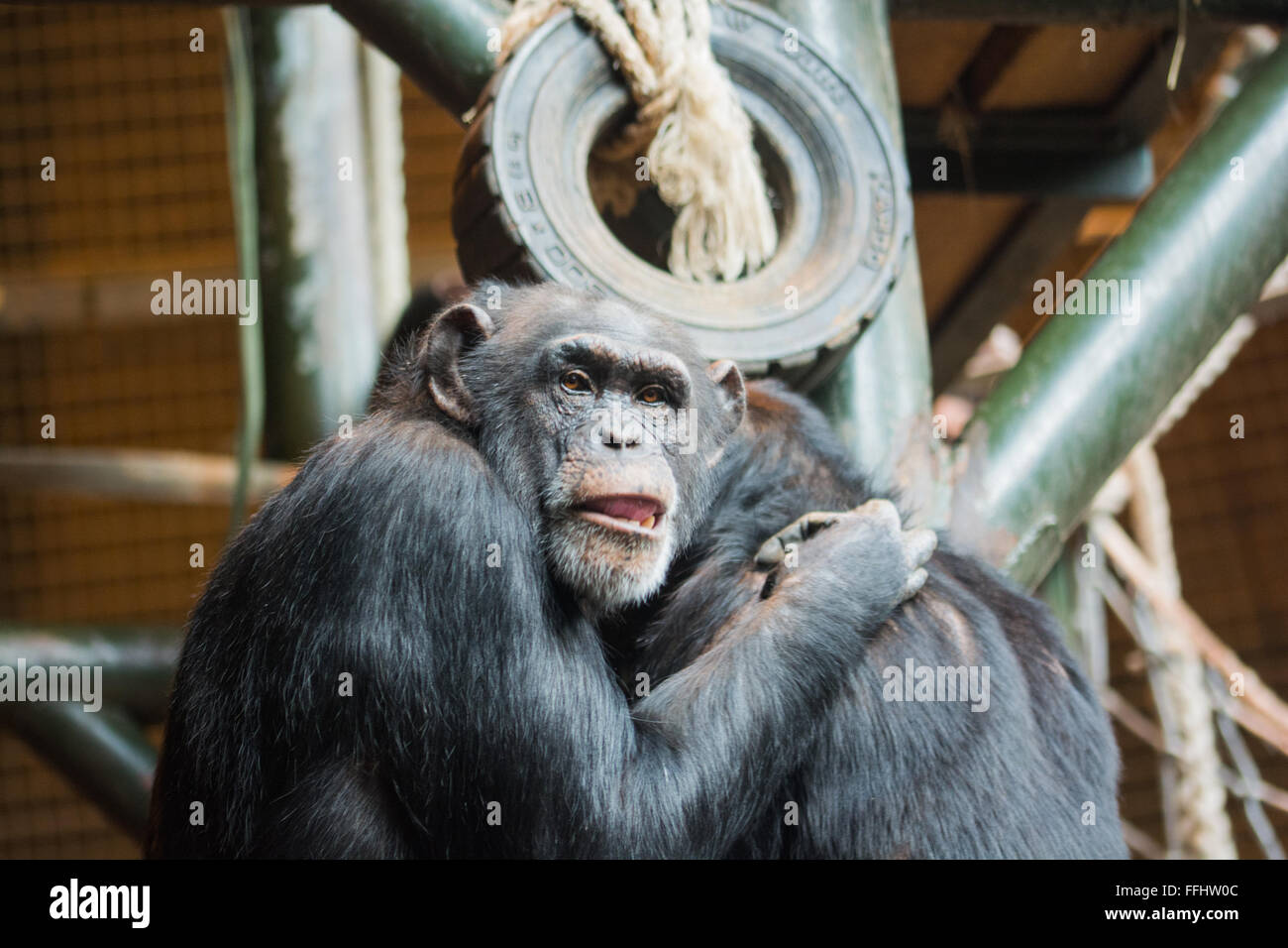 Chimps hi-res stock photography and images - Alamy