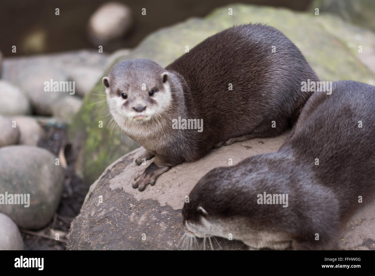 Otter brother and sister Stock Photo - Alamy