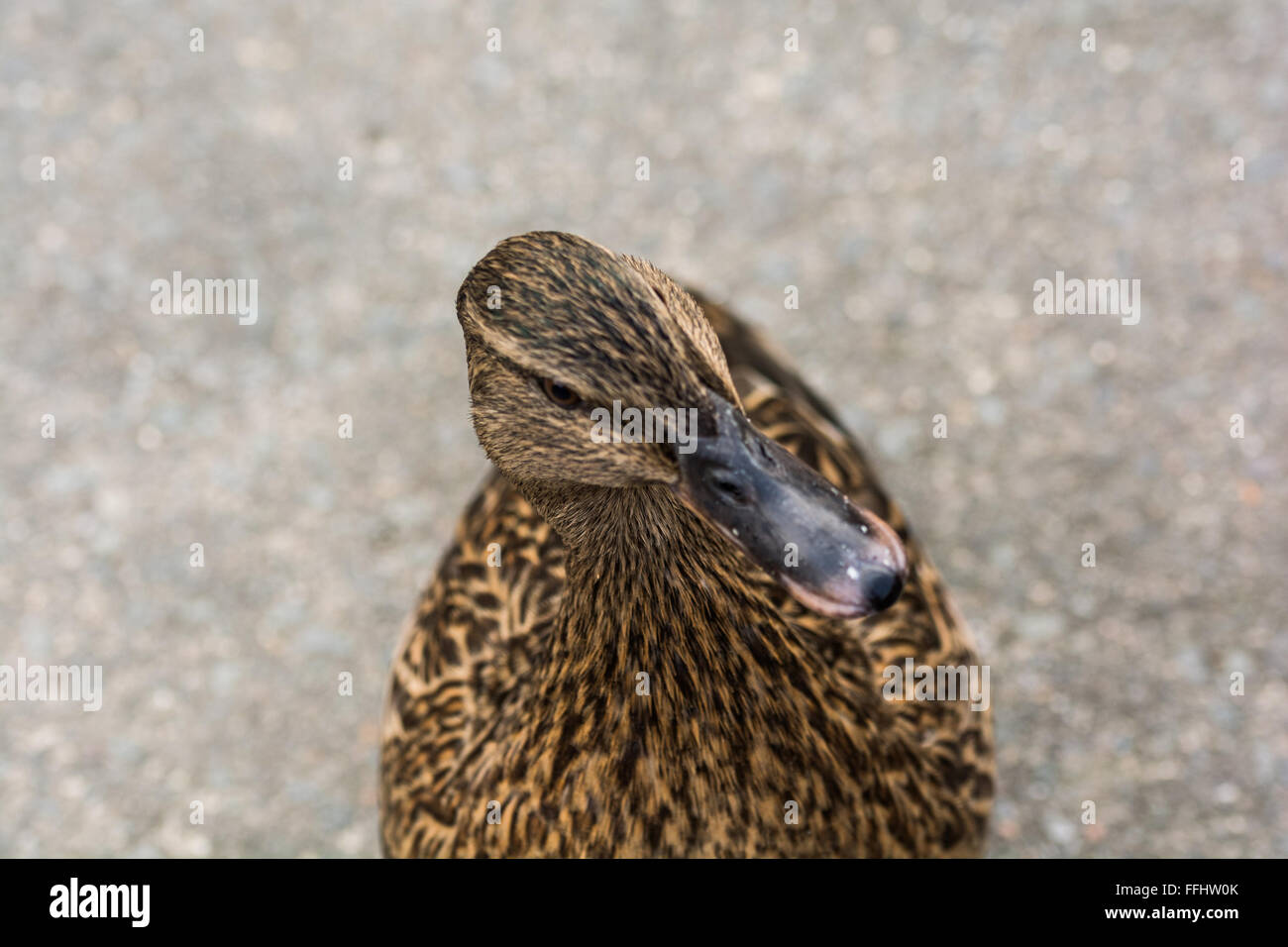 Duck close up 2 Stock Photo - Alamy