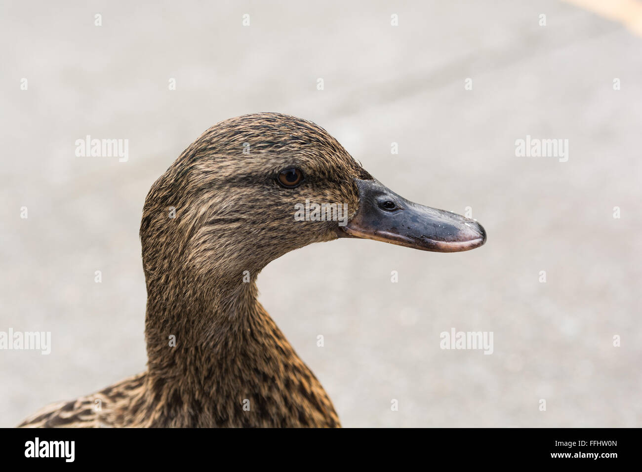 Duck close up Stock Photo - Alamy