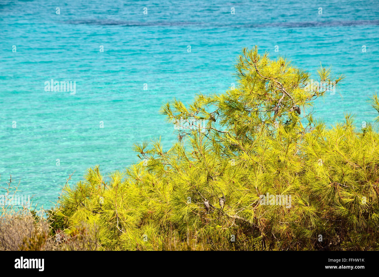 Calm water behind plant hi-res stock photography and images - Alamy