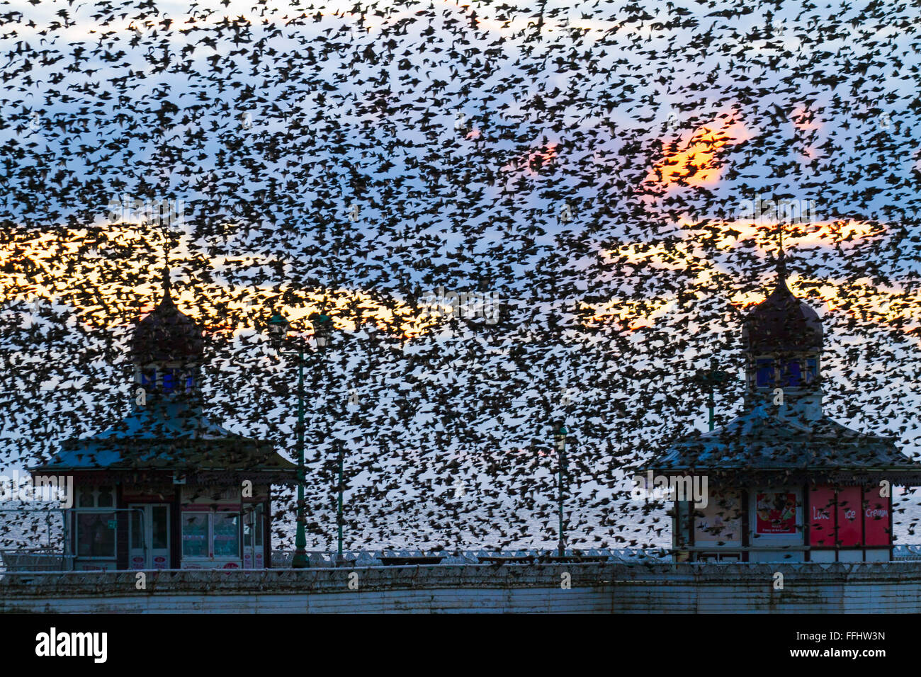 flock fly animal starling flight swarm bird dusk murmuration blackpool ...