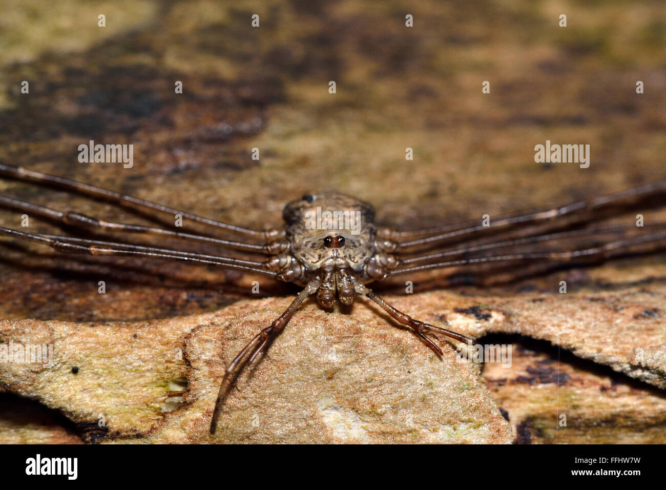Harvestman spider hi-res stock photography and images - Alamy