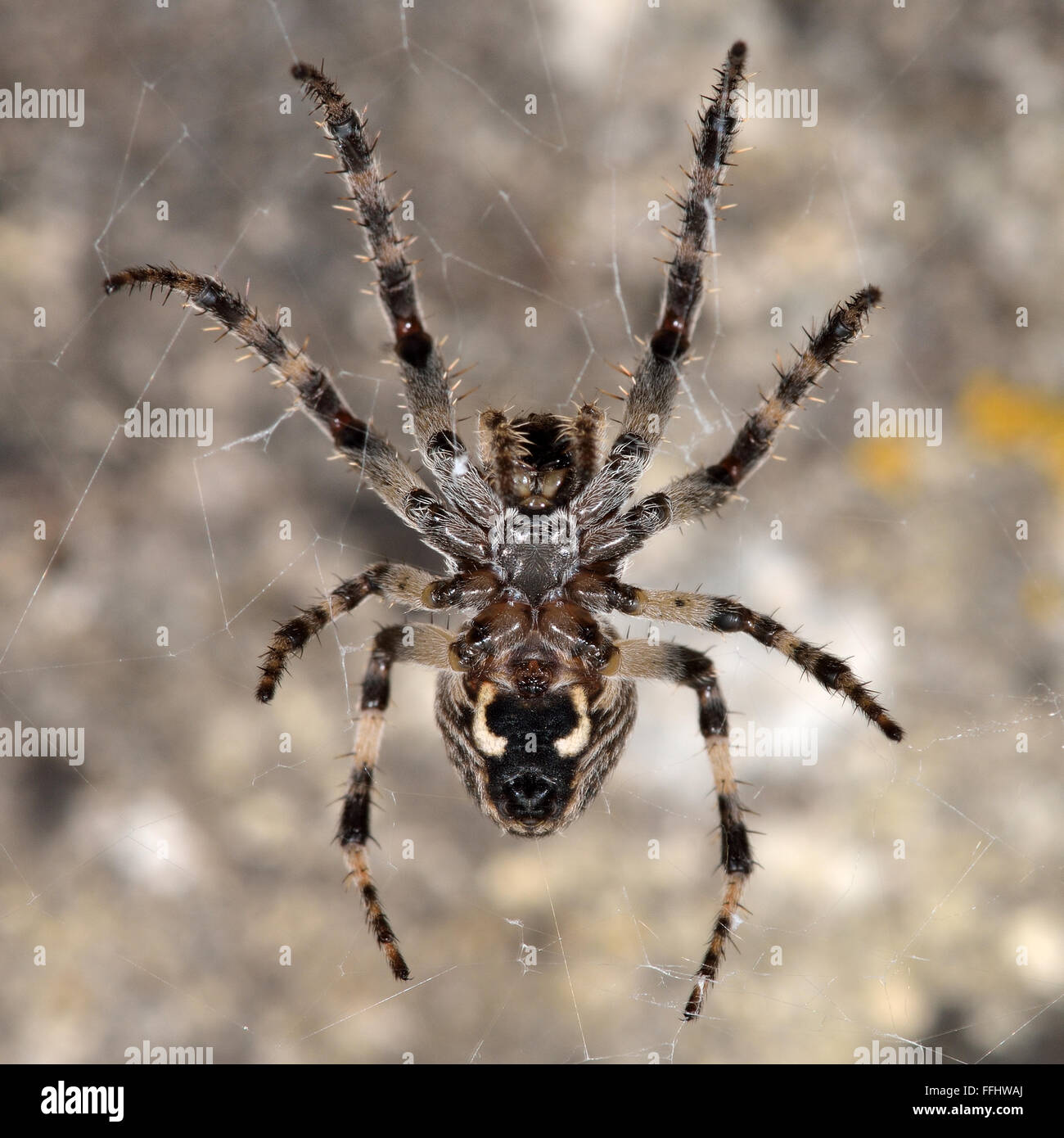 Larinioides sclopetarius spider hi-res stock photography and images - Alamy