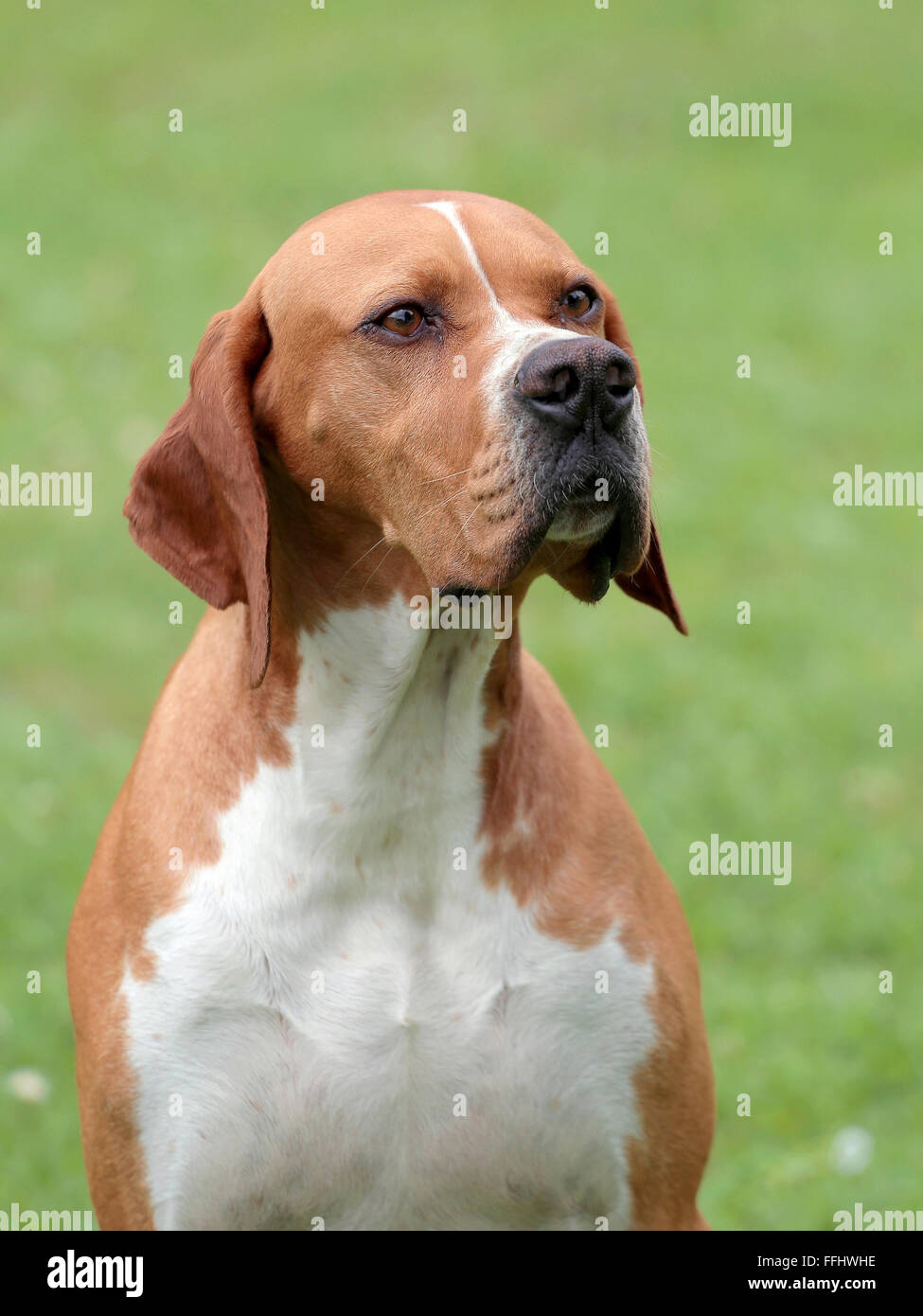Typical Pointer dog in the spring garden Stock Photo - Alamy