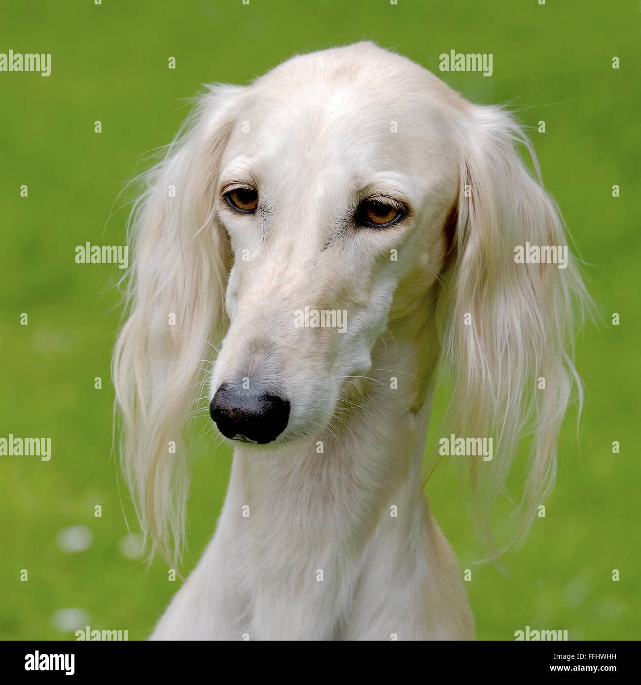 White saluki hi-res stock photography and images - Alamy